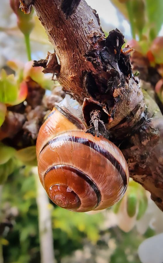 A Snail on the Trunk of a Tree Stock Photo - Image of leaf, life: 276991860