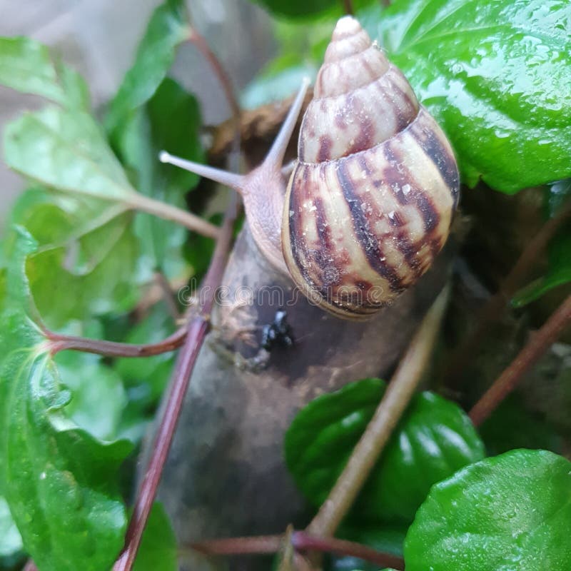 Snail at Trunk of Tree. Snails are Herbivorous, Carnivorous, Omnivorous ...