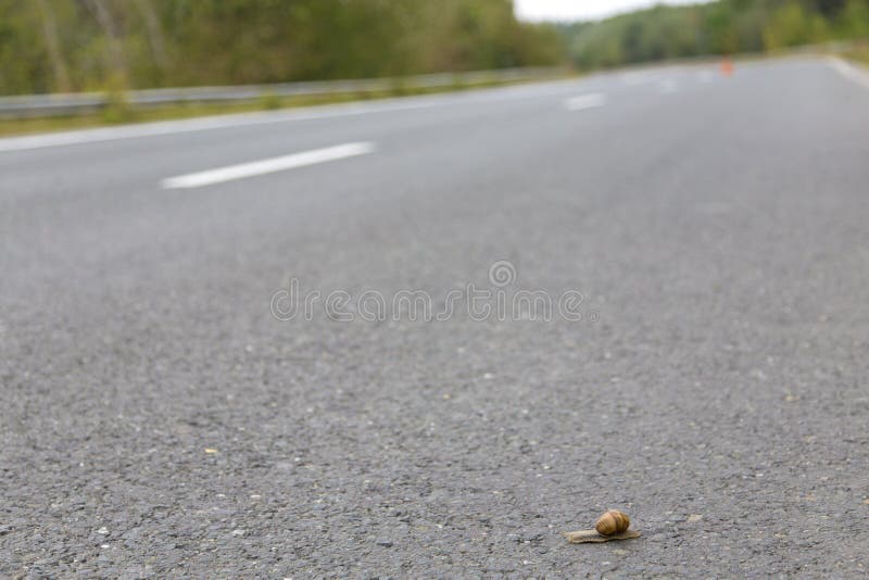 A Snail Trying To Pass a Highway Stock Image - Image of herbivores ...