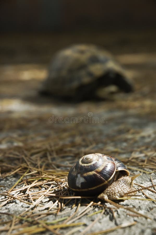 Snail on the tortoise stock photo. Image of team, isolated - 22292112