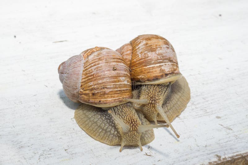 Snail stock image. Image of disgusting, shell, mucus - 56469287