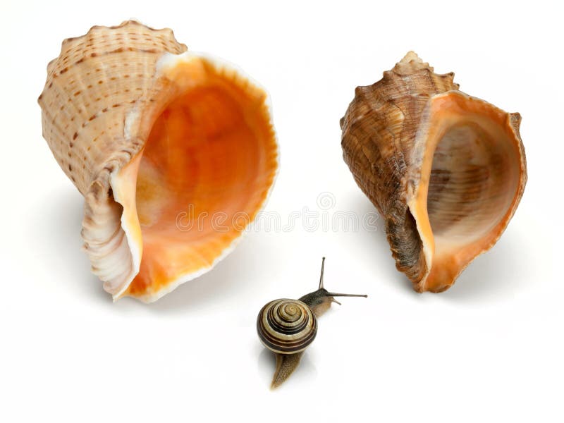 Snail and Two Sea Cockleshells Stock Photo - Image of animal ...