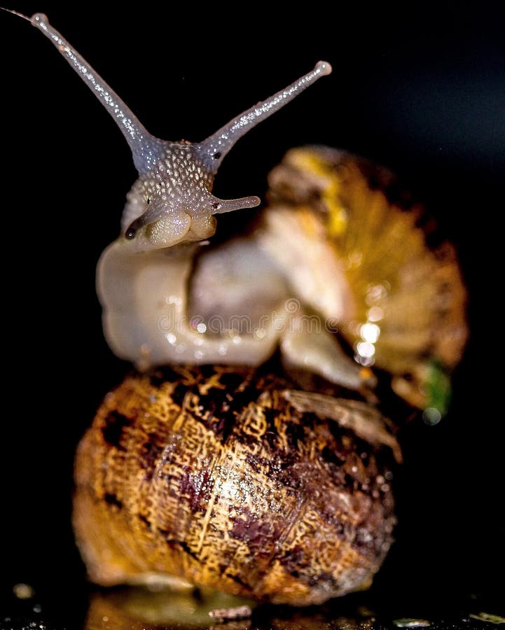 Twosnails Stock Photos - Free & Royalty-Free Stock Photos from Dreamstime