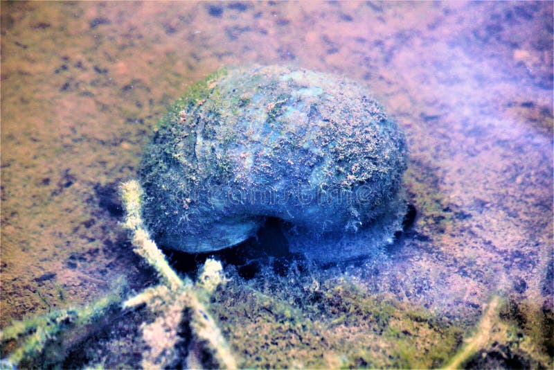 A Snail Under Water in a Pond in the Garden Stock Image - Image of ...
