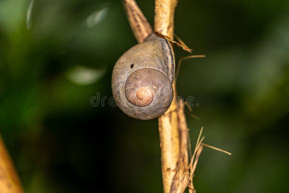 Snail on Upright Stem on Tree Stock Photo - Image of land, upright ...