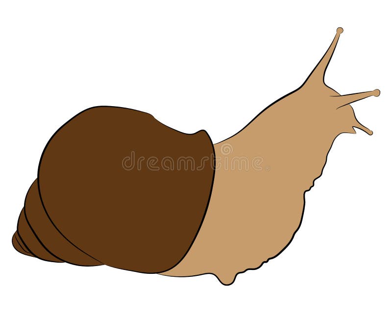 Snail Vector Drawing Illustration Stock Illustration - Illustration of ...