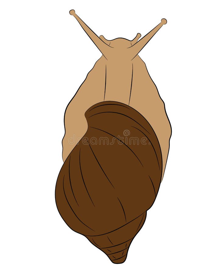 Snail Vector Drawing Illustration Stock Illustration - Illustration of ...