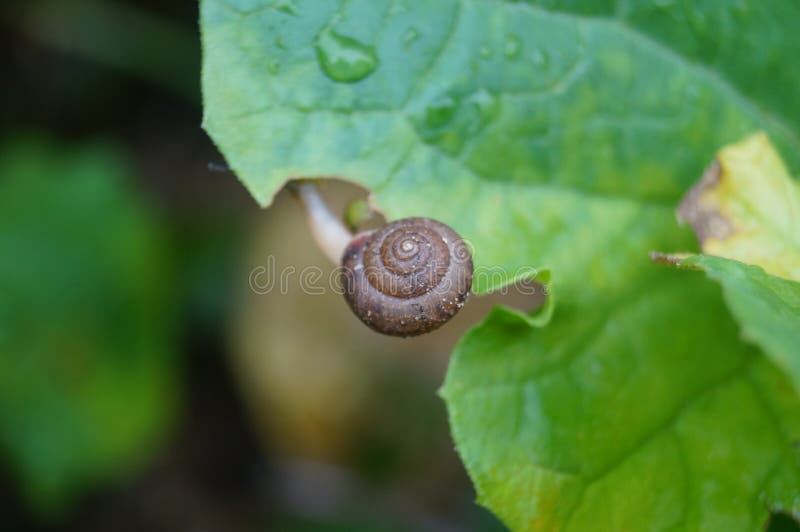 Snail in the Vegetable Leaf Stock Photo - Image of activities, natural ...