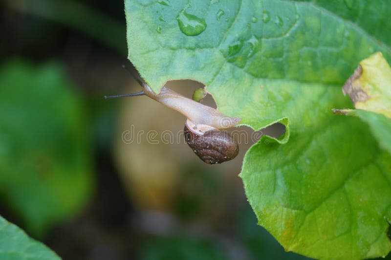 Snail in the Vegetable Leaf Stock Photo - Image of leafy, animals: 60480148