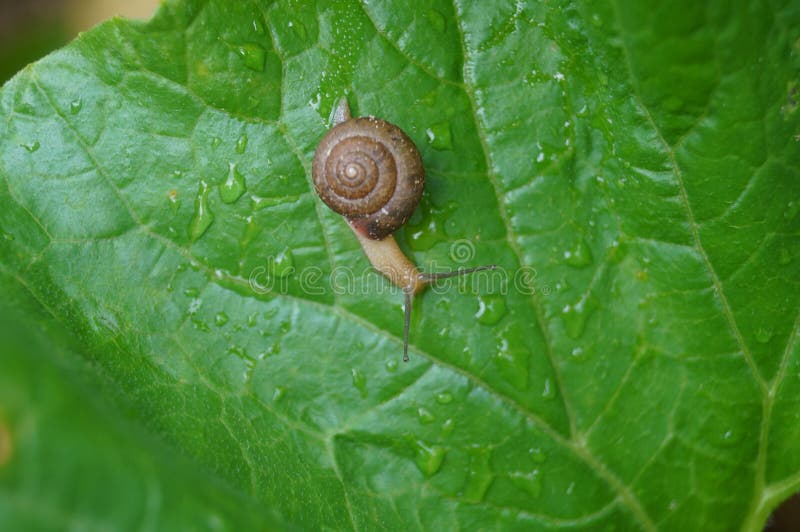 Snail in the Vegetable Leaf Stock Photo - Image of leafy, leaves: 60486616