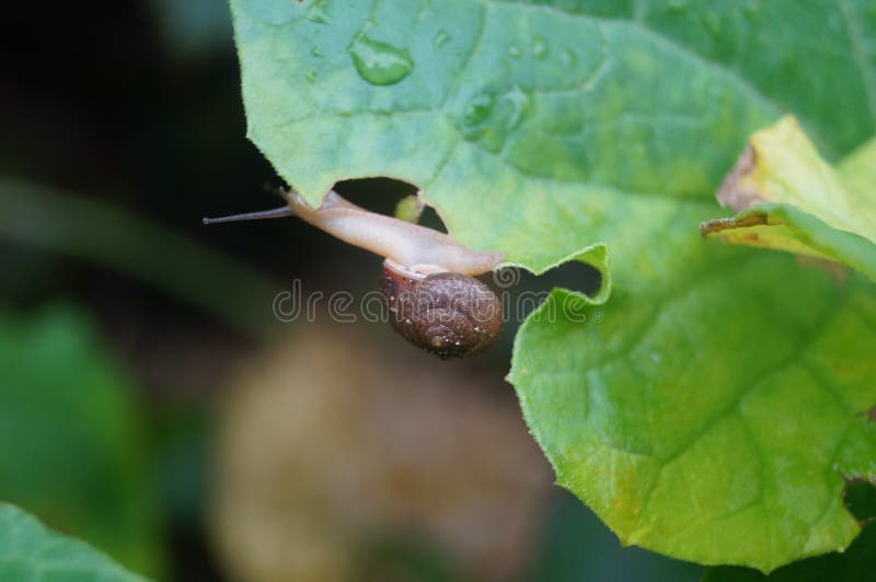 Snail in the Vegetable Leaf Stock Image - Image of snails, reptiles ...