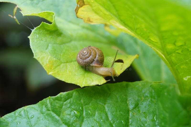 Snail in the Vegetable Leaf Stock Photo - Image of agricultural, leafy ...