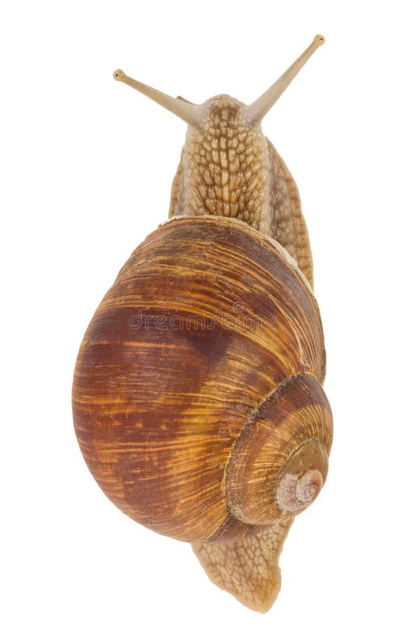 Snail, view from above stock image. Image of sluggish - 21574389