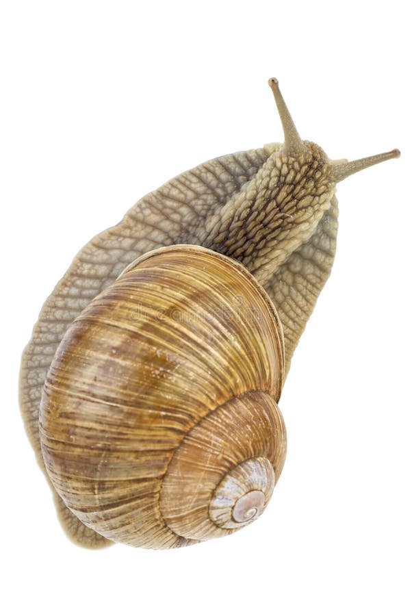 Snail. View from above stock image. Image of gastropod - 26827735