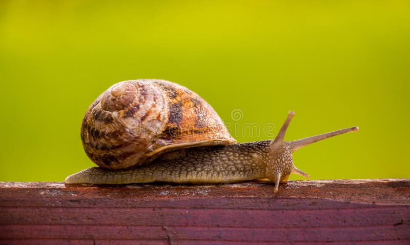 Snail Waiting for a Miracle. Stock Image - Image of happened, cooked ...