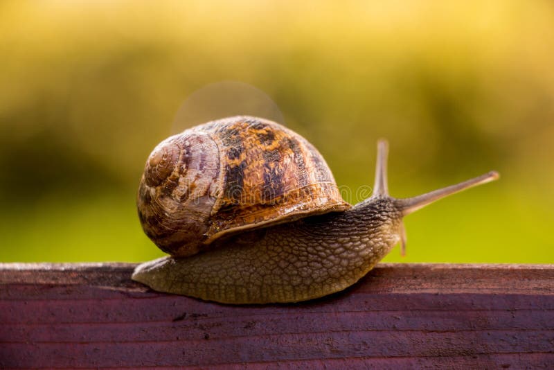 Snail Waiting for a Miracle. Stock Photo - Image of story, snail: 44691204