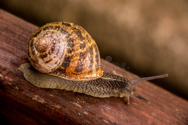 Snail Waiting for a Miracle. Stock Image - Image of slow, spring: 44691239
