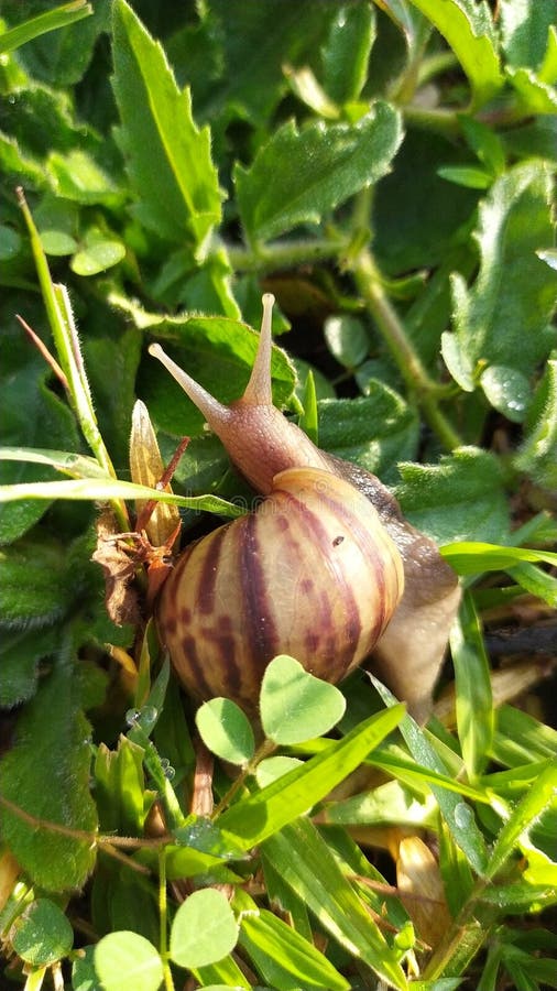 The Snail Wake Up on the Morning Stock Image - Image of snail, eating ...