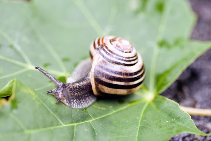 Snail Walk Picture. Image: 6365843