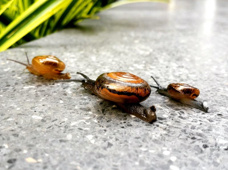 Snail stock photo. Image of closeup, animal, snail, wild - 87604454