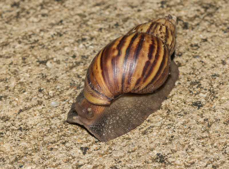Snail Walk on Concrete Floor Stock Image - Image of brown, gastropod ...