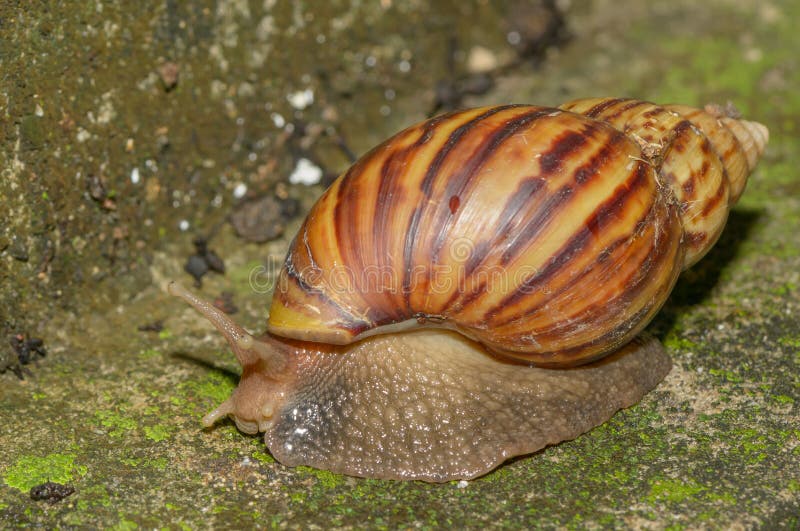 Snail Walk on Concrete Floor Stock Image - Image of brown, gastropod ...