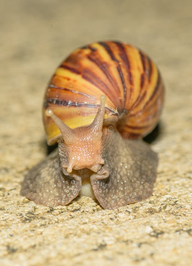 Snail Walk on Concrete Floor Stock Image - Image of antenna, garden ...