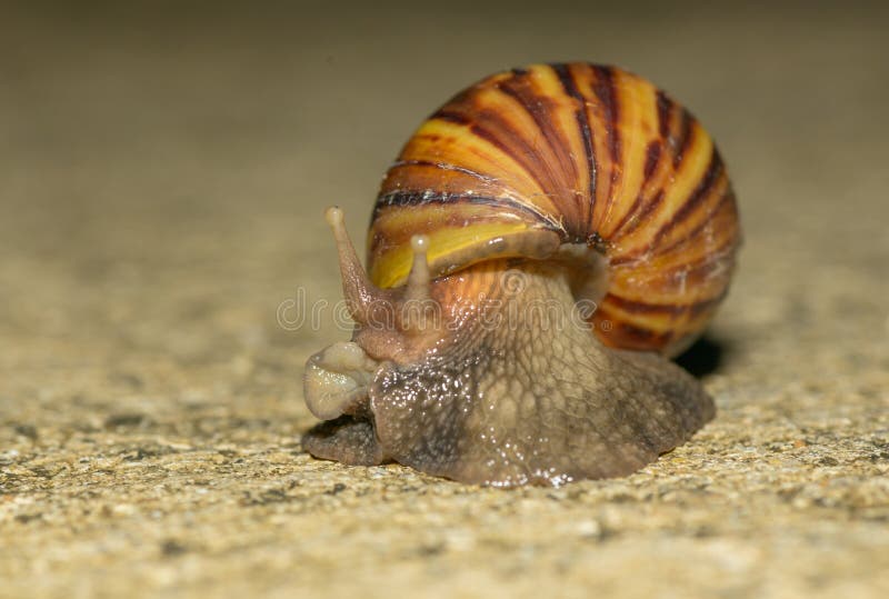 Snail Walk on Concrete Floor Stock Image - Image of brown, gastropod ...