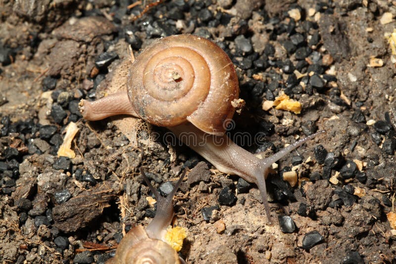 Snail is walk on ground stock photo. Image of plant - 124551300