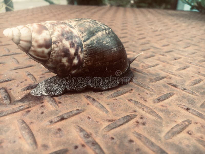 The Snail Walk in Iron Plate Stock Photo - Image of plate, snail: 210592258