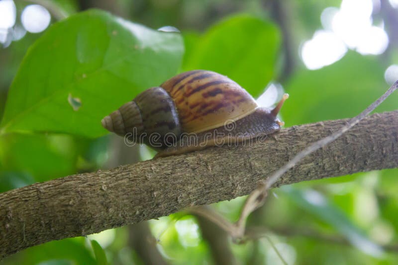 Snail Walk on the Tree in Natural Stock Image - Image of wildlife ...