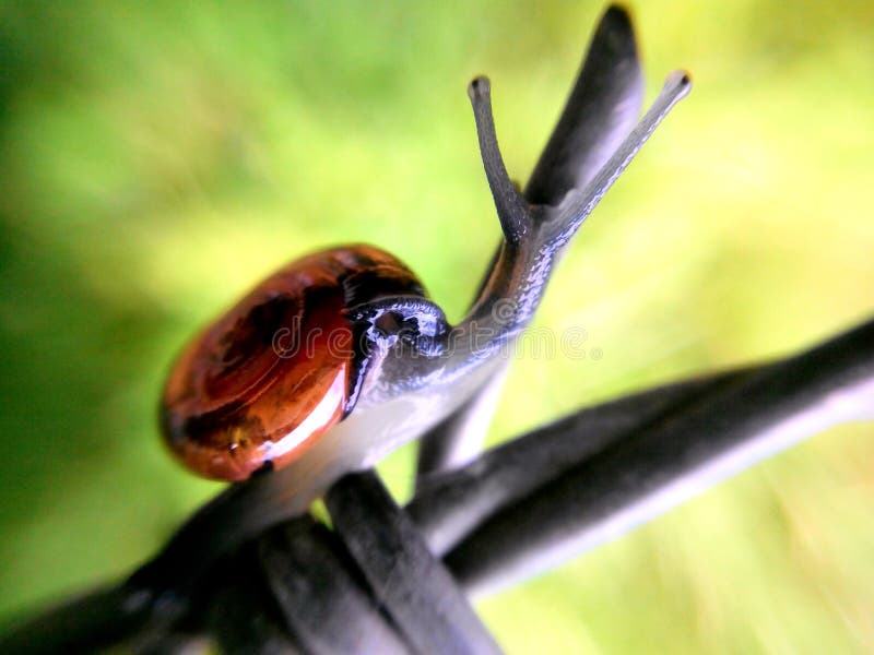 Snail walking on barb stock image. Image of barb, snail - 54406501