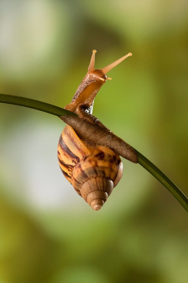 The Snail Walking in the Branch Stock Photo - Image of snail, walking ...