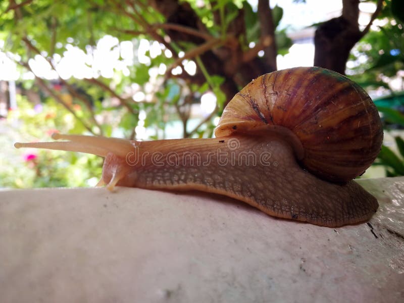 Snail walking forward stock photo. Image of wildlife - 149877378