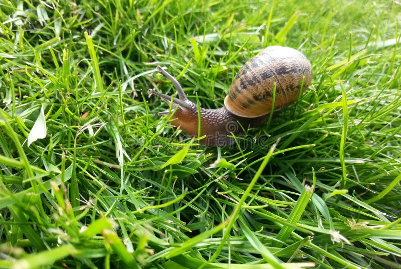 Snail stock image. Image of slither, grass, slithering - 73810547
