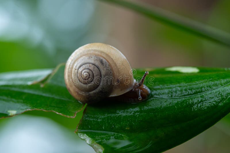 Snail is Walking on Green Leaf in the Garden Stock Image - Image of ...