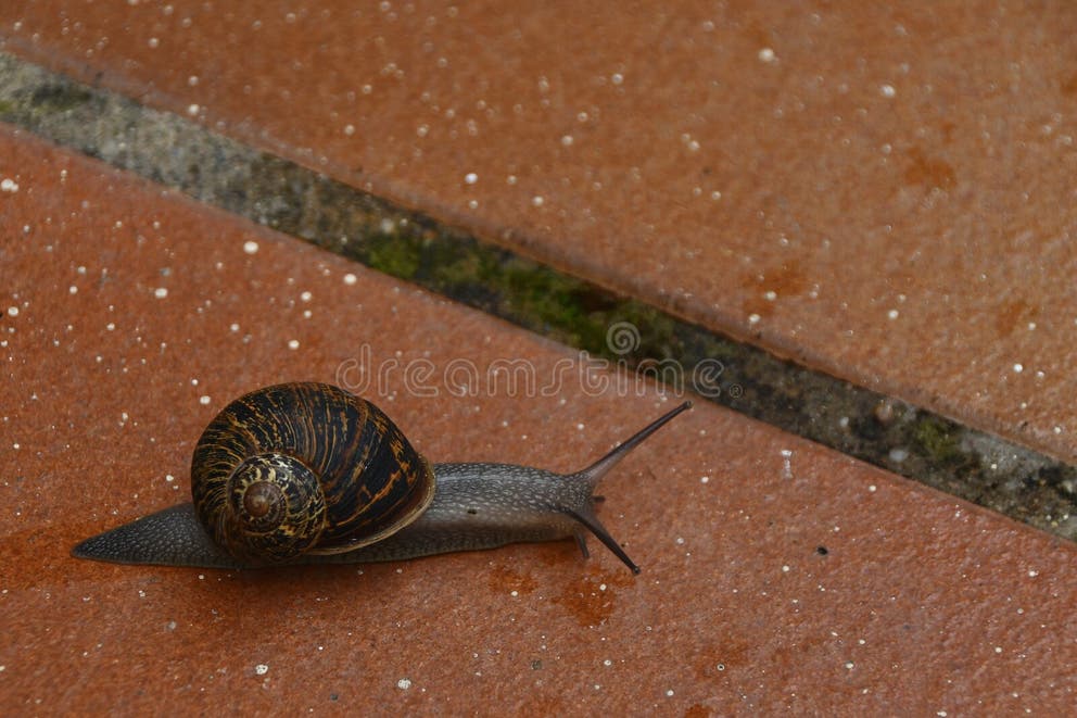 Snail Walking on the Ground Stock Photo - Image of seashell, baby ...