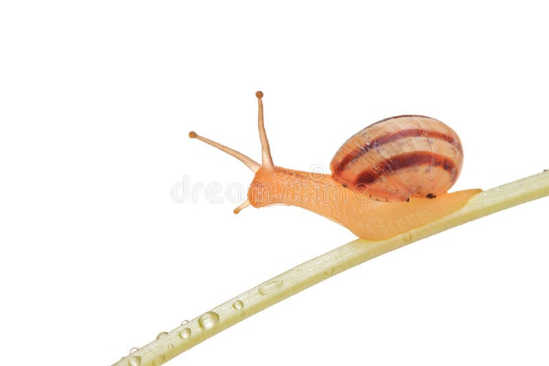 Snail walking on a leaf stock photo. Image of nature - 11694184