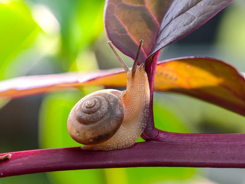 Snail walking on the leaf stock image. Image of leaf - 323077691