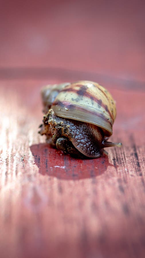 A Snail Is Walking Slowly Along The Path. Stock Image - Image of ...