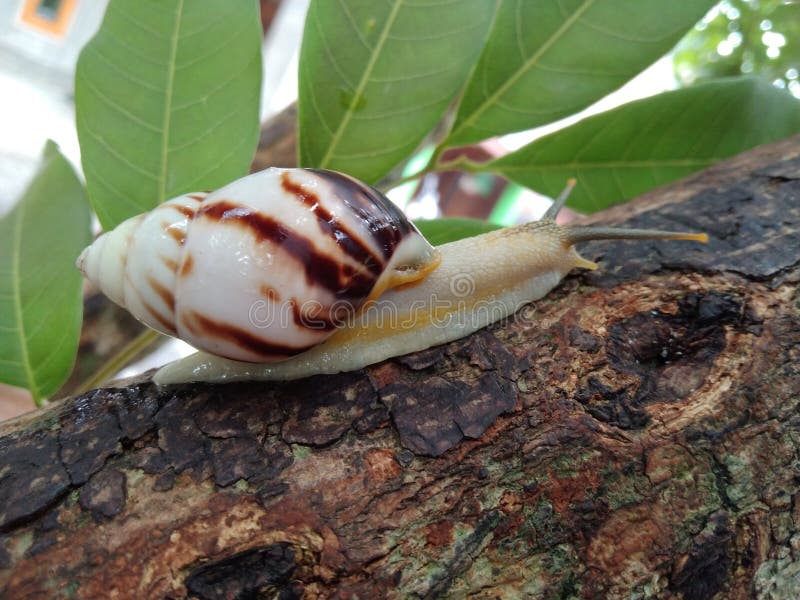 Snail Walking on the Tree, Animal Funny Stock Image - Image of animal ...