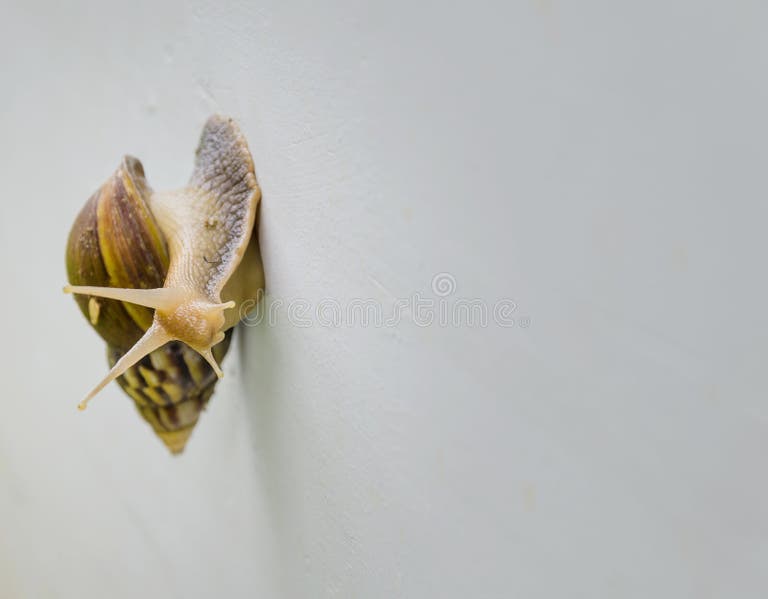 Snail walking on the wall stock image. Image of animal - 31875709