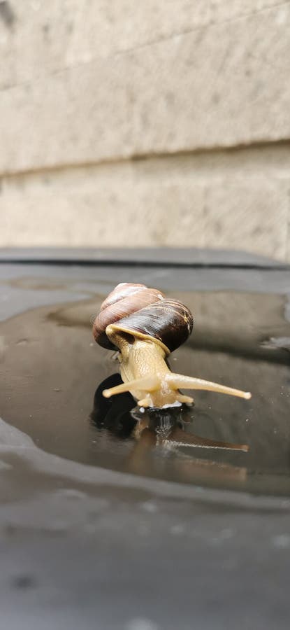 Snail walking on water stock photo. Image of black, snail - 262940798