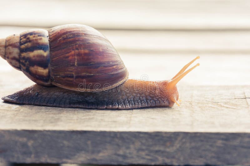 Snail Walking Up the Ladder in the Dark with Hope Stock Image - Image ...