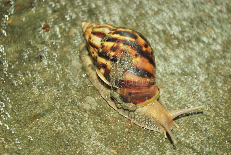 Snail walks very slowly . stock photo. Image of neating - 157068068