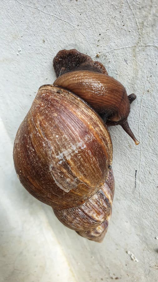A snail on the wall stock photo. Image of arthropod - 211128326