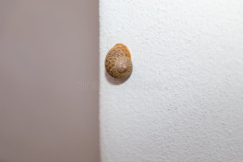 Snail on Wall. Isolated. Copy Space. Stock Image - Image of copy, fauna ...