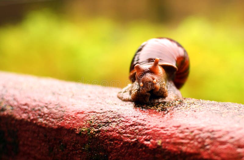 Snail stock image. Image of sticky, slug, ghonga, snail - 74656601
