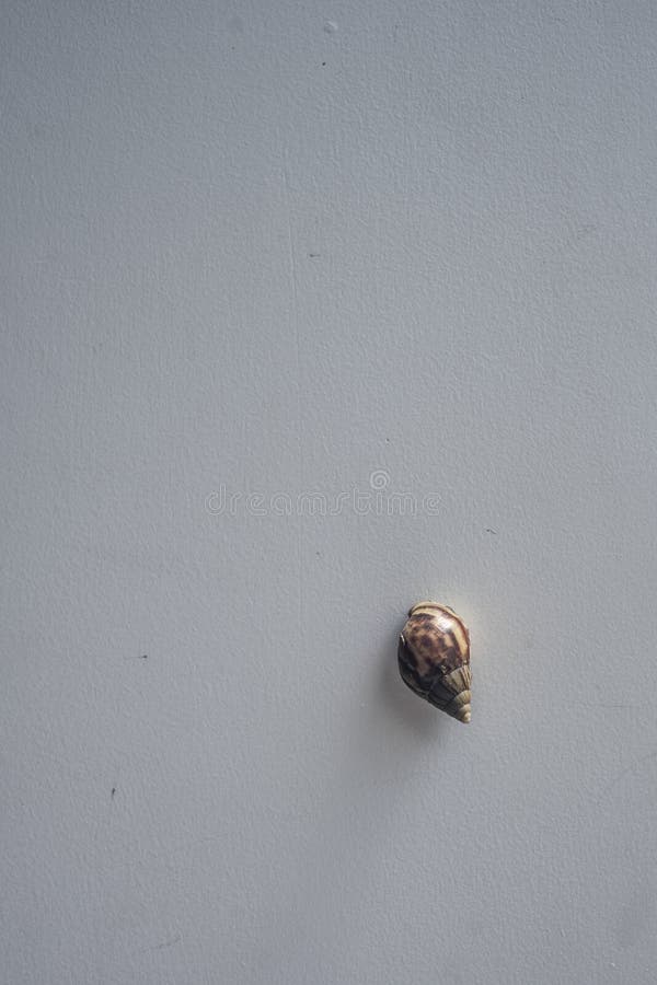 Snail on a wall stock photo. Image of wild, nature, animal - 109709648