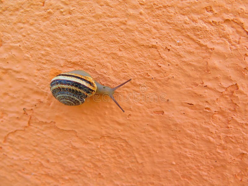 Snail on Wall stock photo. Image of animal, light, close - 71557750